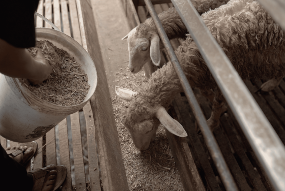 Agrocomplex Innovation Products – Directorate of Business Development